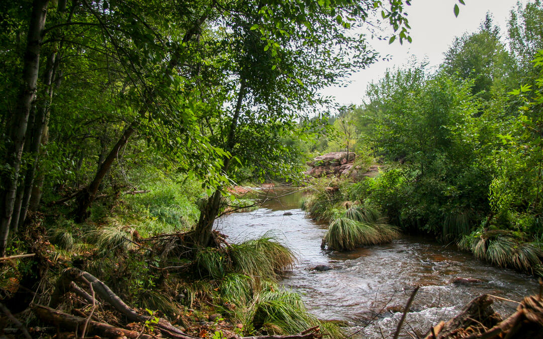 Why We Need an Arizona Water Security Plan, Now | Audubon