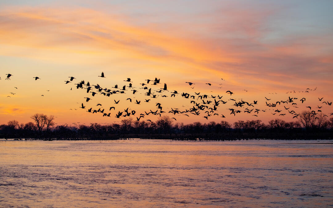 Top Wins for Birds in 2020: Conservation | Audubon