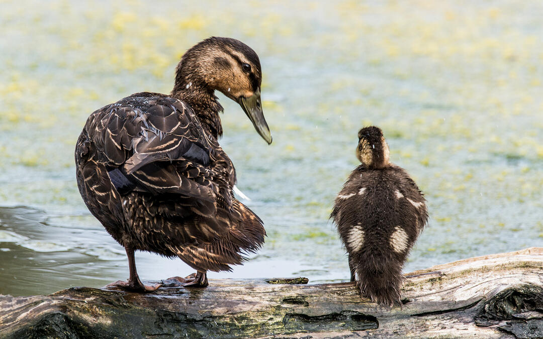 How the Boreal Forest Can Help Protect Birds from Climate Change | Audubon