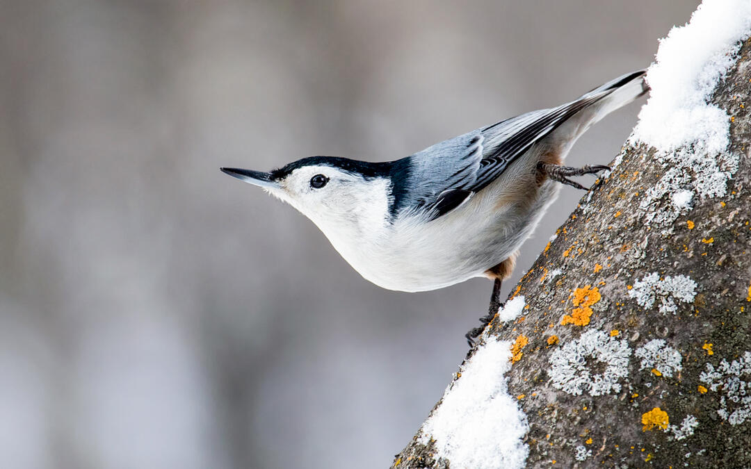 Birds Tell Us Both Climate Action and Healthy Natural Spaces Are Key to ...