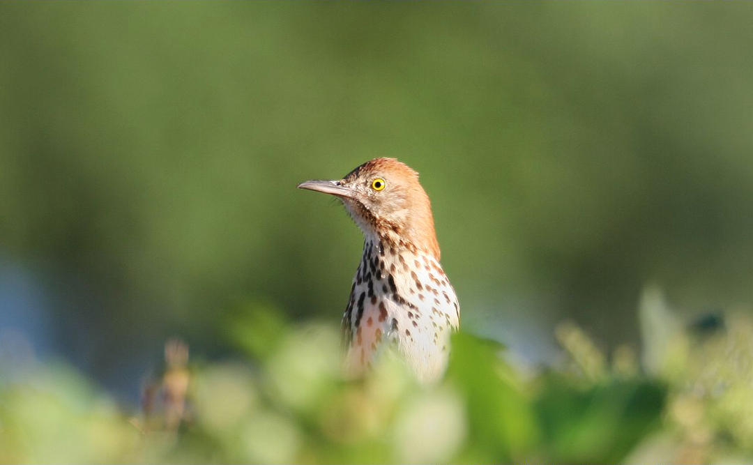 How One Underappreciated Habitat Is a Boon for Birds | Audubon