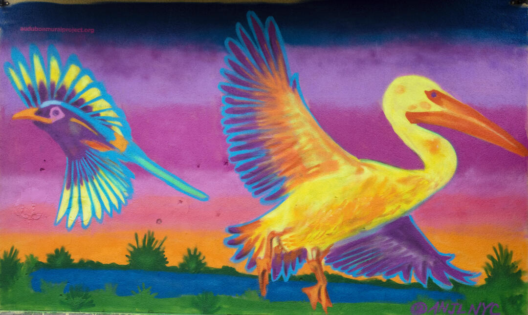 American White Pelican and Yellow-billed Magpie by Kristin Doeblin ...