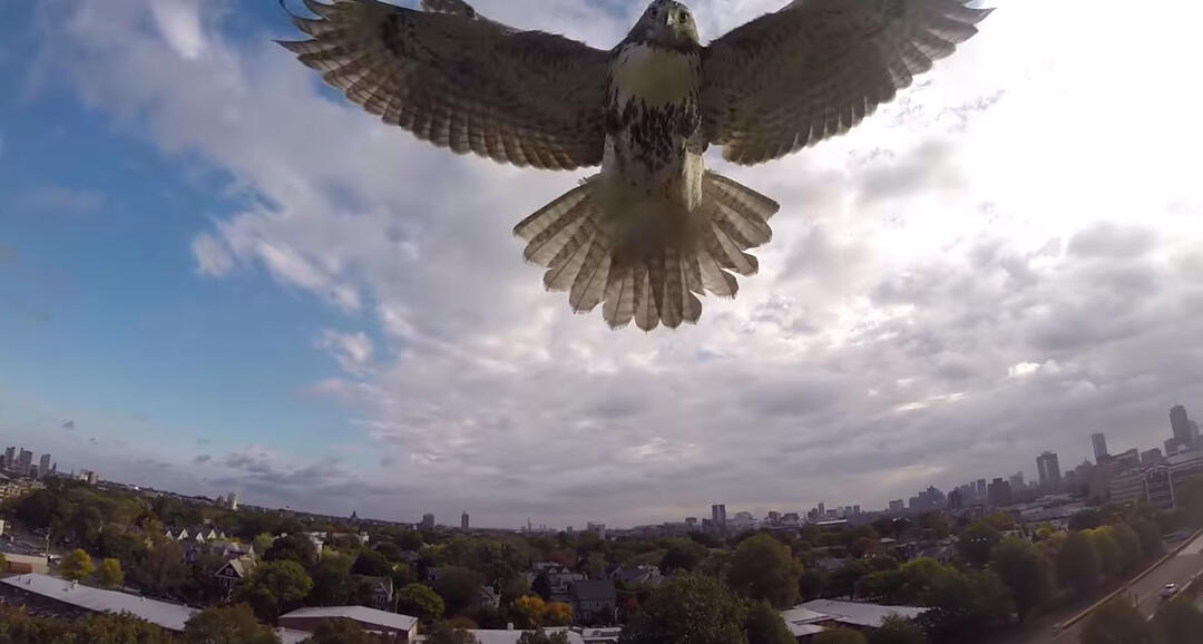 How Will Drones Affect Birds? | Audubon