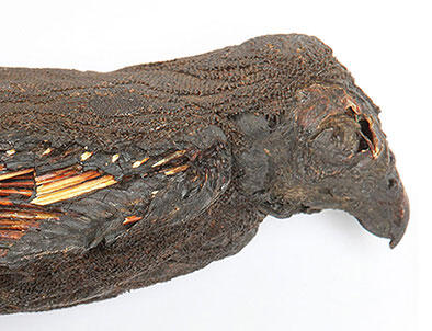 Gut Check: Autopsy Shows Mummified Kestrel Was Fed to Death | Audubon