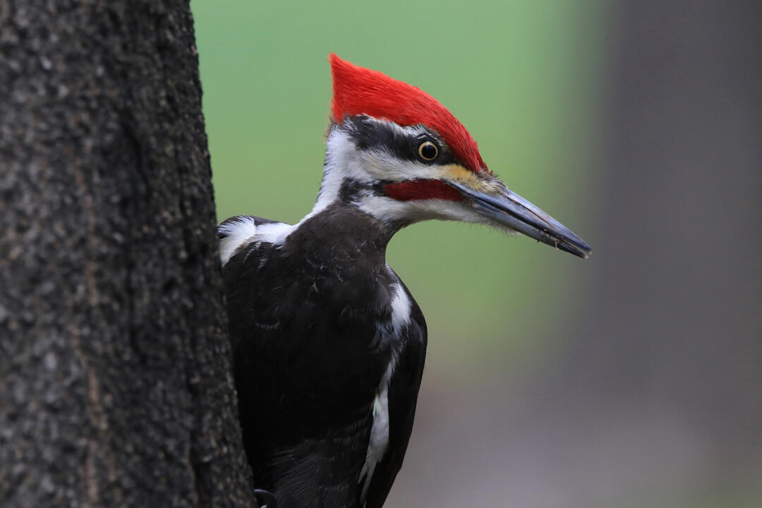 When Did You Fall in Love With Birds? | Audubon