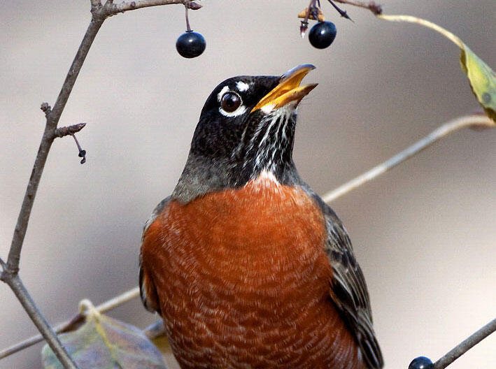 Hear the Robin's Intricate Evening Song Slowed Down | Audubon