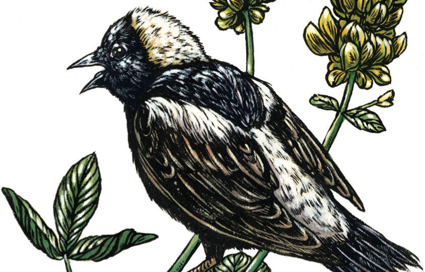 Listen to the Bubbly Jangling of a Bobolink's Song | Audubon