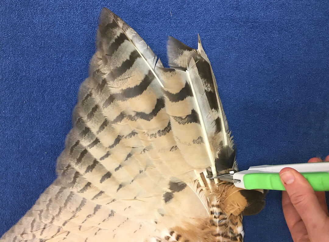 An Introduction to Imping, the Ancient Art of Feather-Mending | Audubon