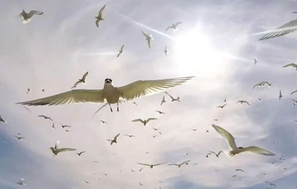 Life as a Castaway on an Island Owned by Seabirds | Audubon