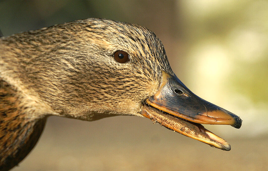 Mallards Are Everywhere, and That’s Great for Wetlands | Audubon