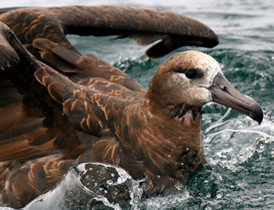A West Coast Win for Small Fish—and Seabirds, Too | Audubon