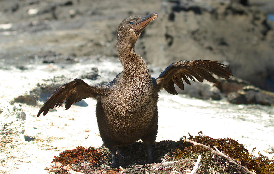 How Island Birds Got Their Groove | Audubon