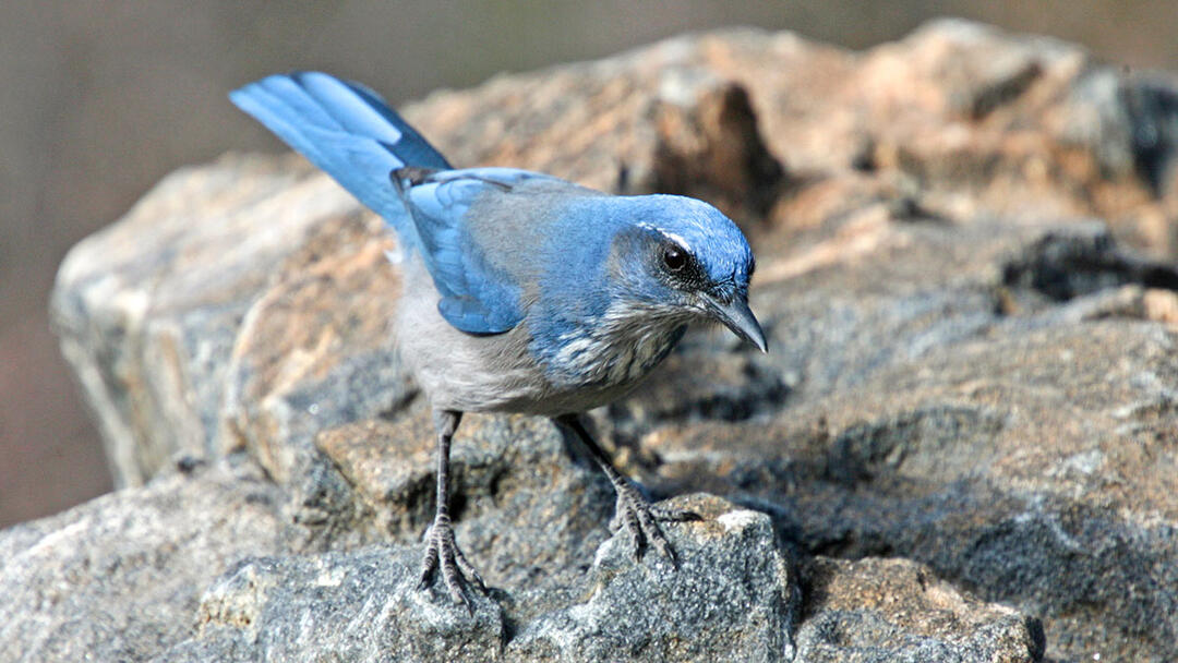 Here Are the Biggest Changes to the AOU Checklist of North American ...