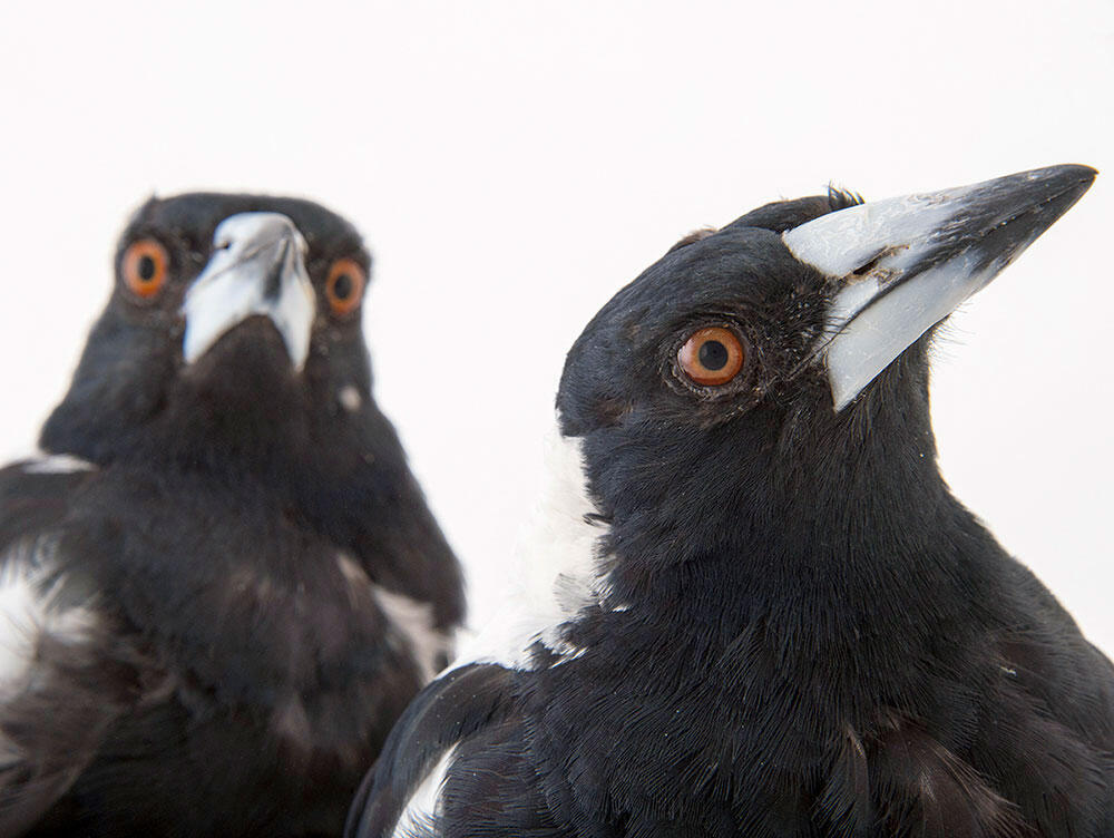 Bird IQ Tests: 8 Ways Researchers Test Bird Intelligence | Audubon
