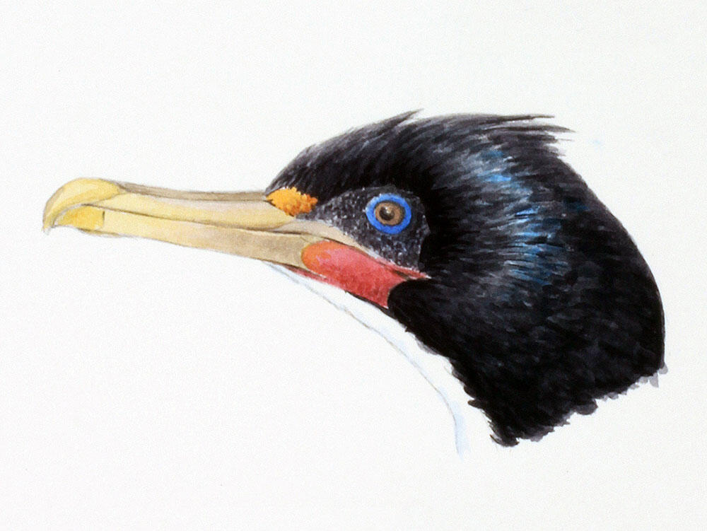 Scientists Solve A Shag-adelic Bird Mystery | Audubon