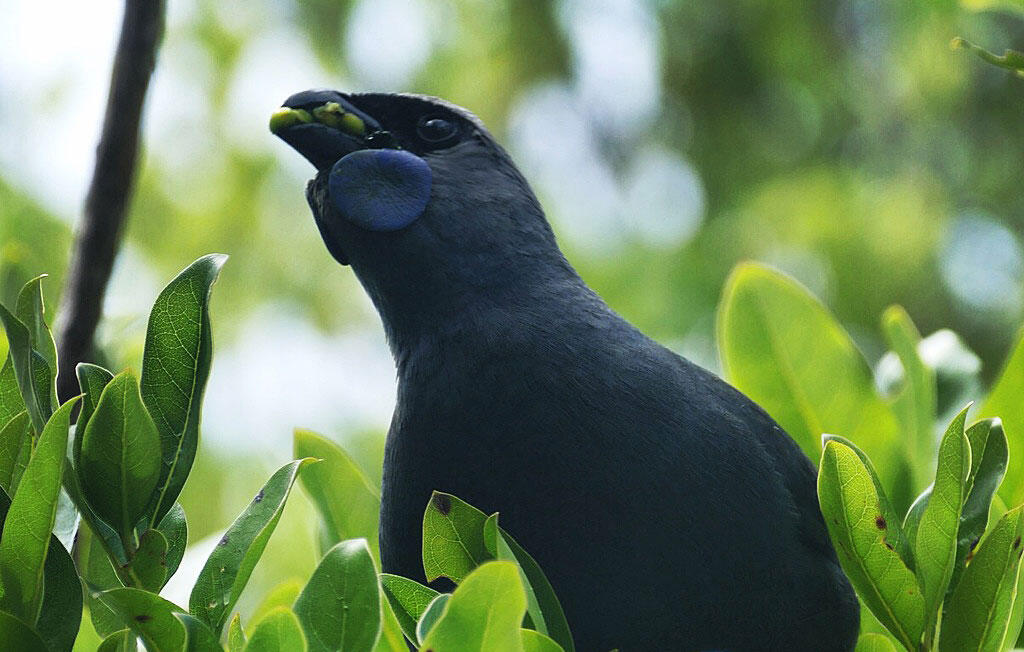 Day 357: Say Goodbye to Kiwiland | Audubon