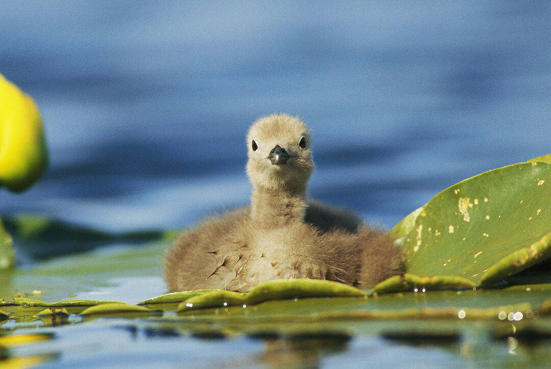 Let These Birds Grow Up | Audubon