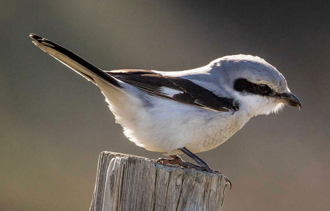 Learn to Tell a Northern Shrike From a Loggerhead Shrike | Audubon