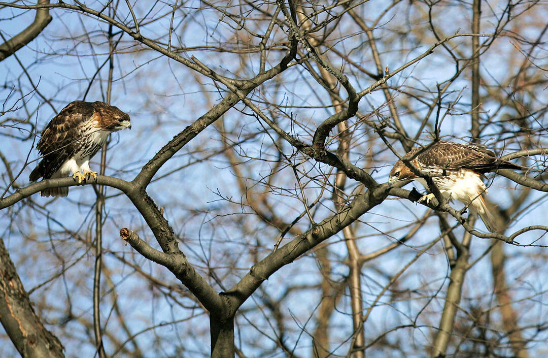 Why Are Female Birds of Prey Bigger? | Audubon