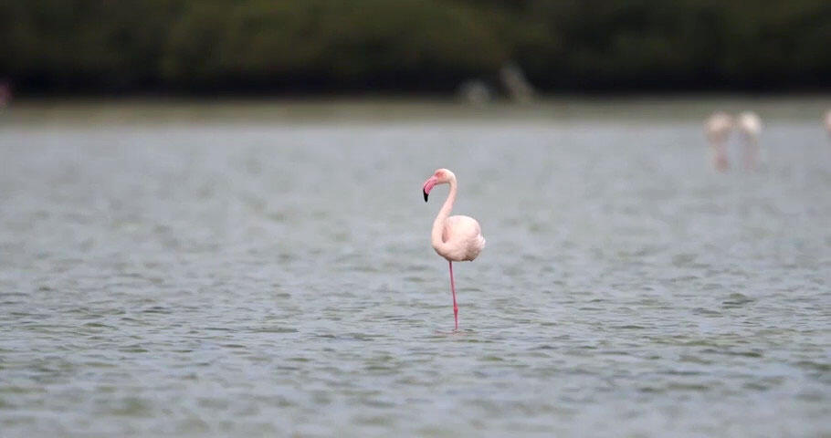 How Flamingos Stand on One Leg Without Falling Over | Audubon