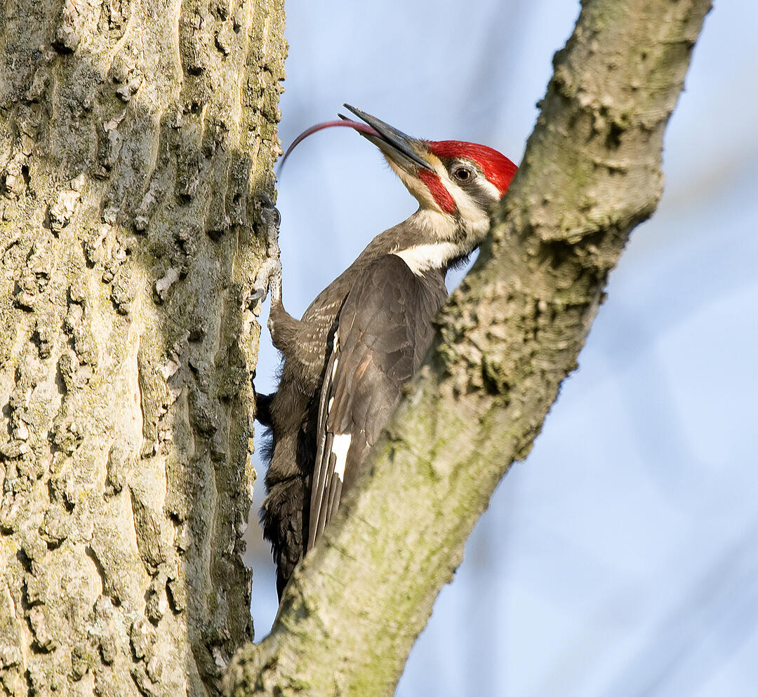 Cracking the Safe | Audubon