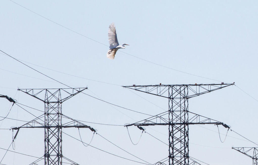 How Clean Energy and Birds Can Coexist | Audubon