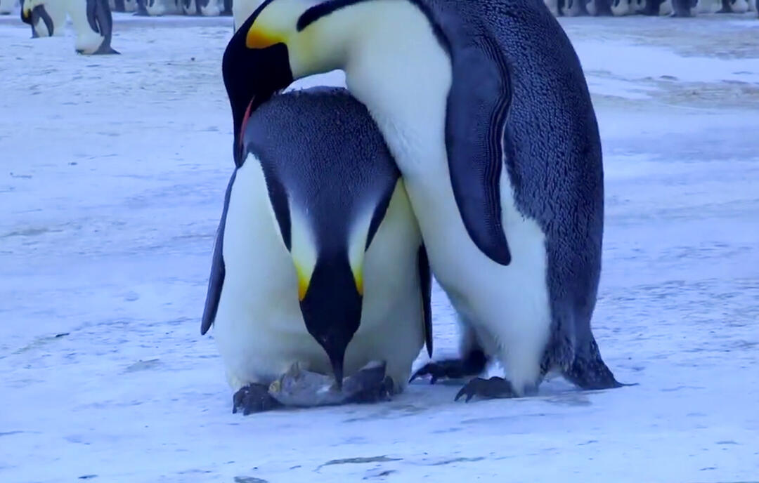 Do Birds Grieve? | Audubon