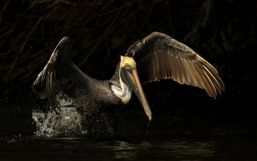 Audubon Applauds Federal Lawsuit Challenging Rollback of Endangered ...