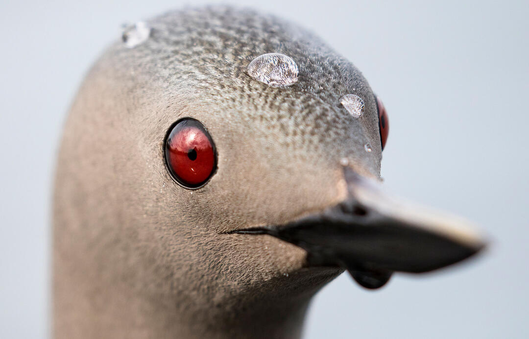 How One Photographer Got Up Close and Personal With a Curious Loon ...
