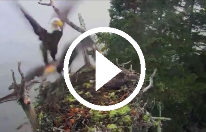 Video: Bald Eagle Attacks Osprey Nest on Hog Island, Maine| Audubon