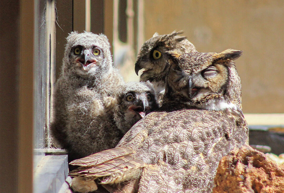 The Unprecedented Case of Co-Parenting Mama Owls | Audubon
