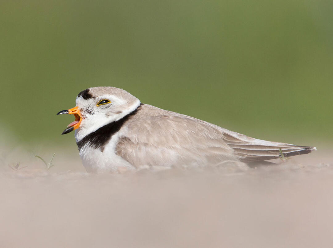 15 Bird Faces That Will Make You Smile | Audubon
