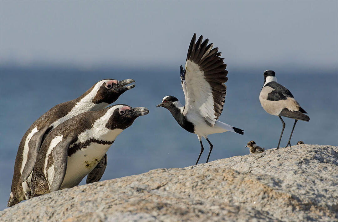 12 Fascinating Bird Behaviors From the 2019 Audubon Photography Awards ...