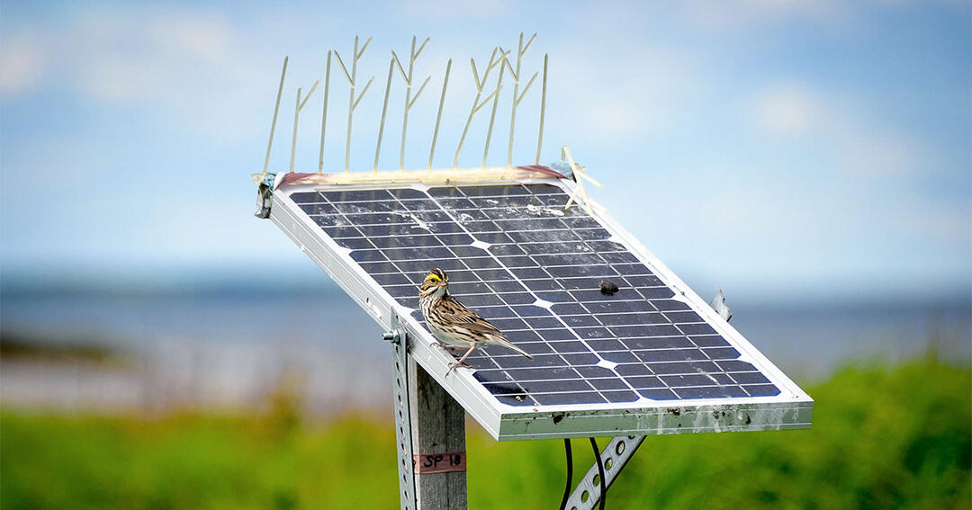 An Experiment to Teach Sparrows New Songs Proved a Wild Success | Audubon