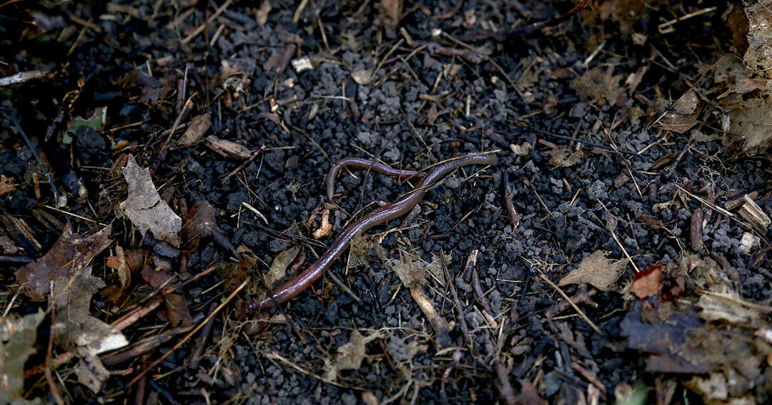 Invasive ‘Jumping’ Worms Are Now Tearing Through Midwestern Forests ...
