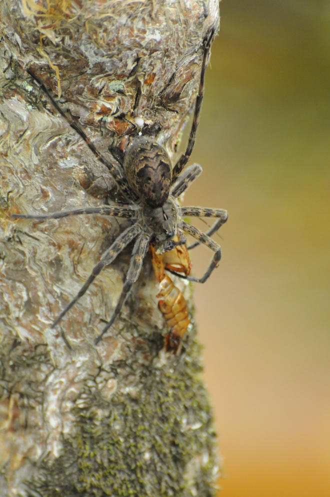 Dark Fishing Spider | Audubon