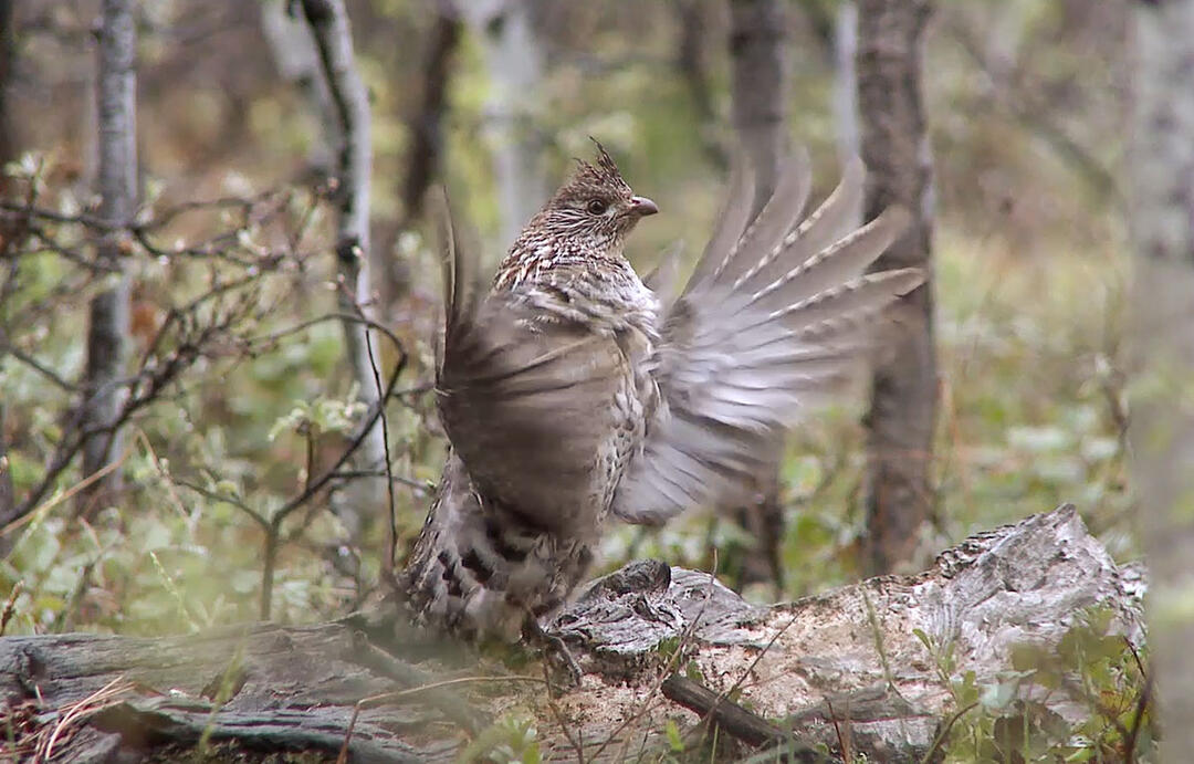 See and Hear the Ruffed Grouse's Haunting Air Drumming | Audubon