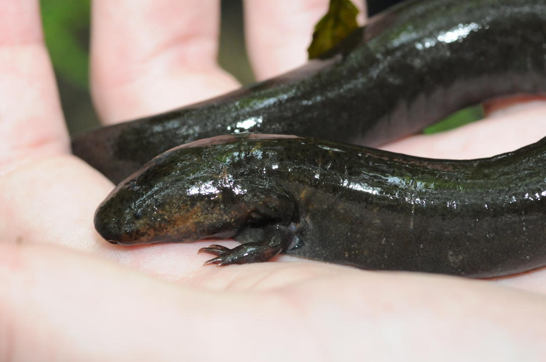 Eastern Lesser Siren | Audubon