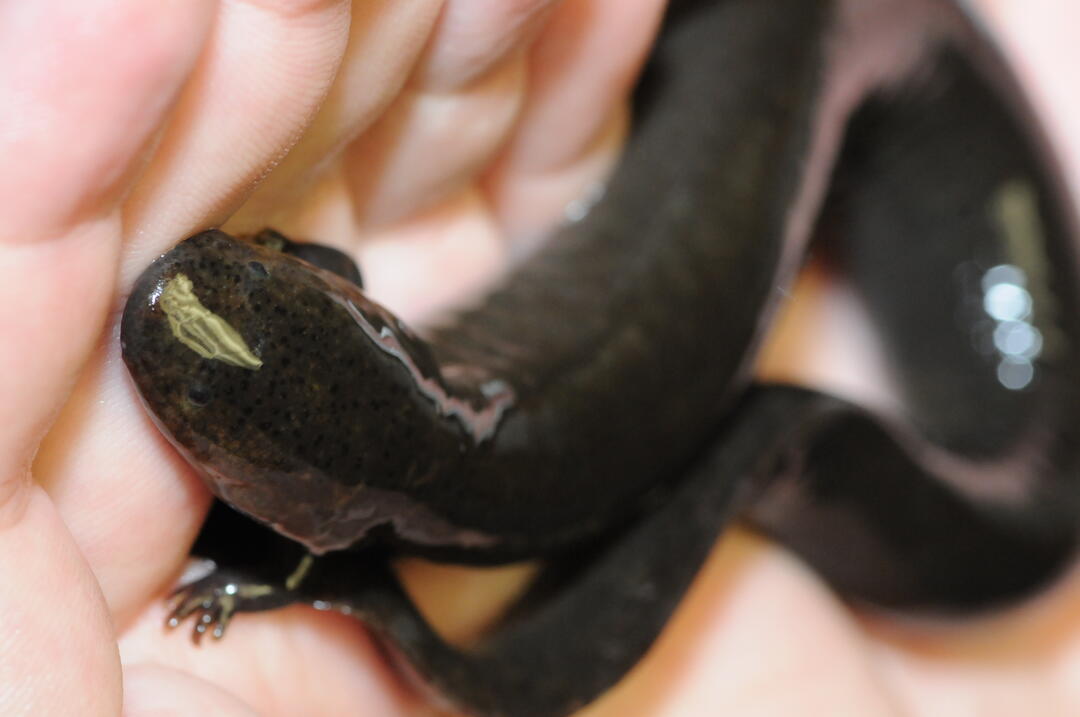 Eastern Lesser Siren | Audubon