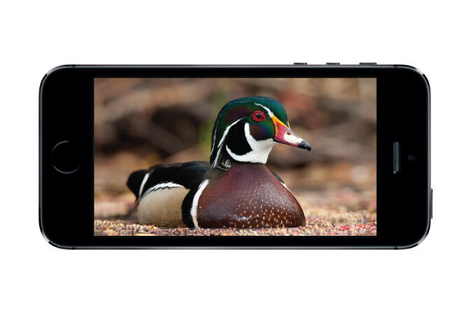 Wondering How to Identify a Bird? There’s An App For That. | Audubon