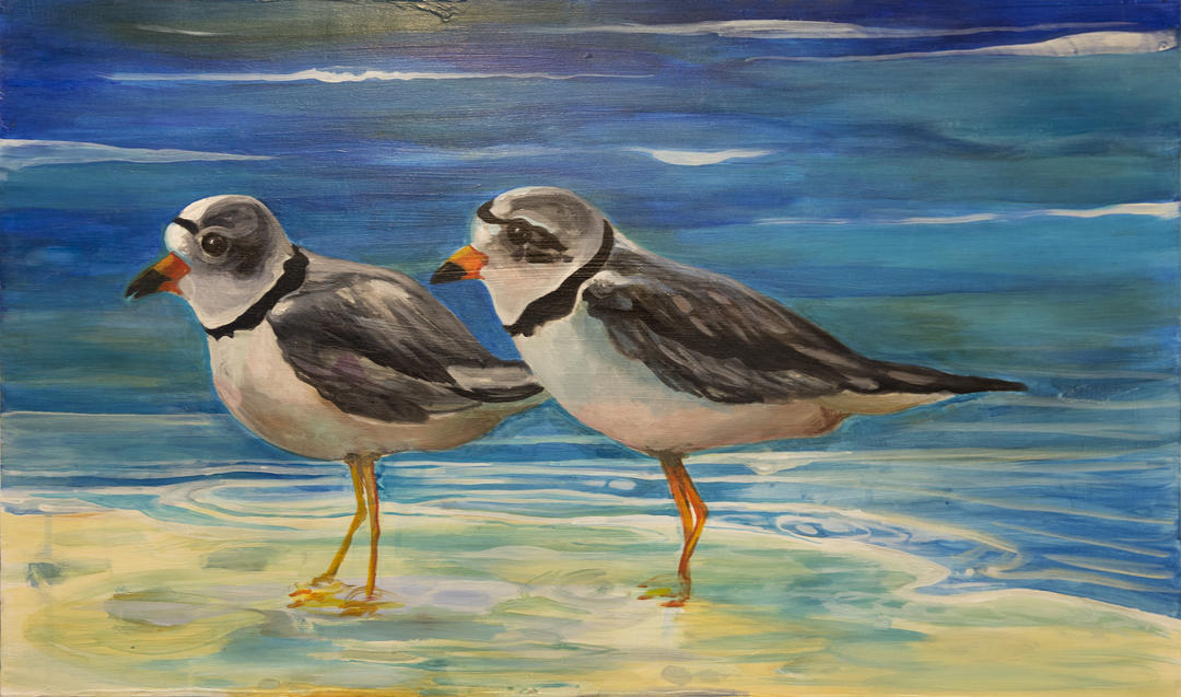 Piping Plover by Colleen Smith | Audubon