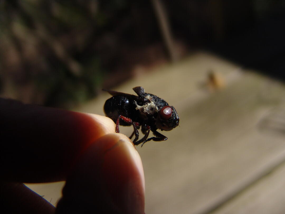 Rodent Bot Fly | Audubon