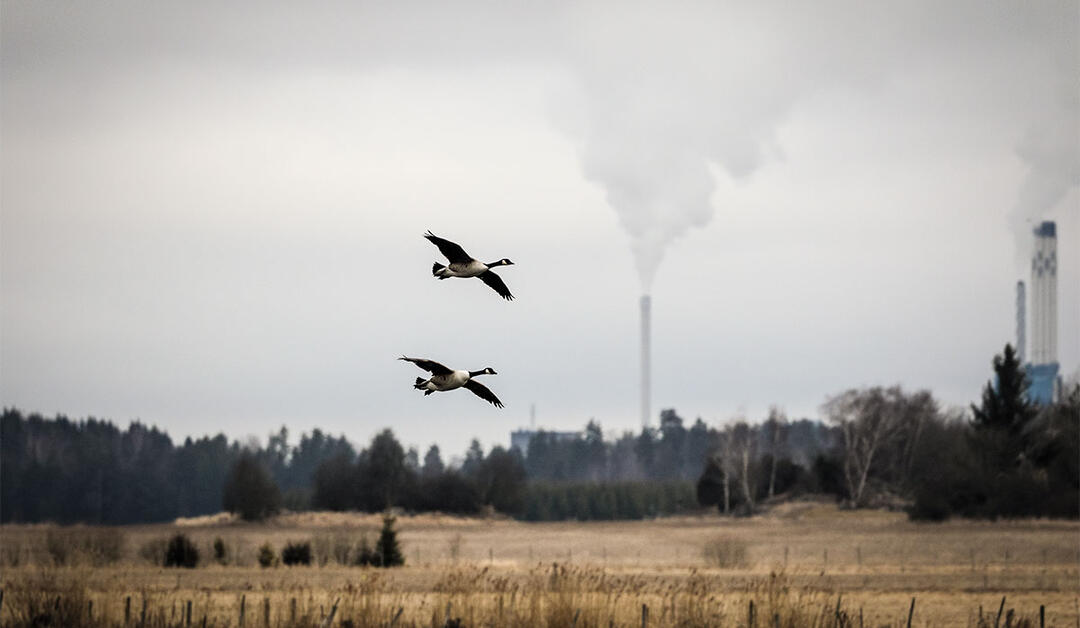What Can Birds Tell Us About Air Pollution? | Audubon