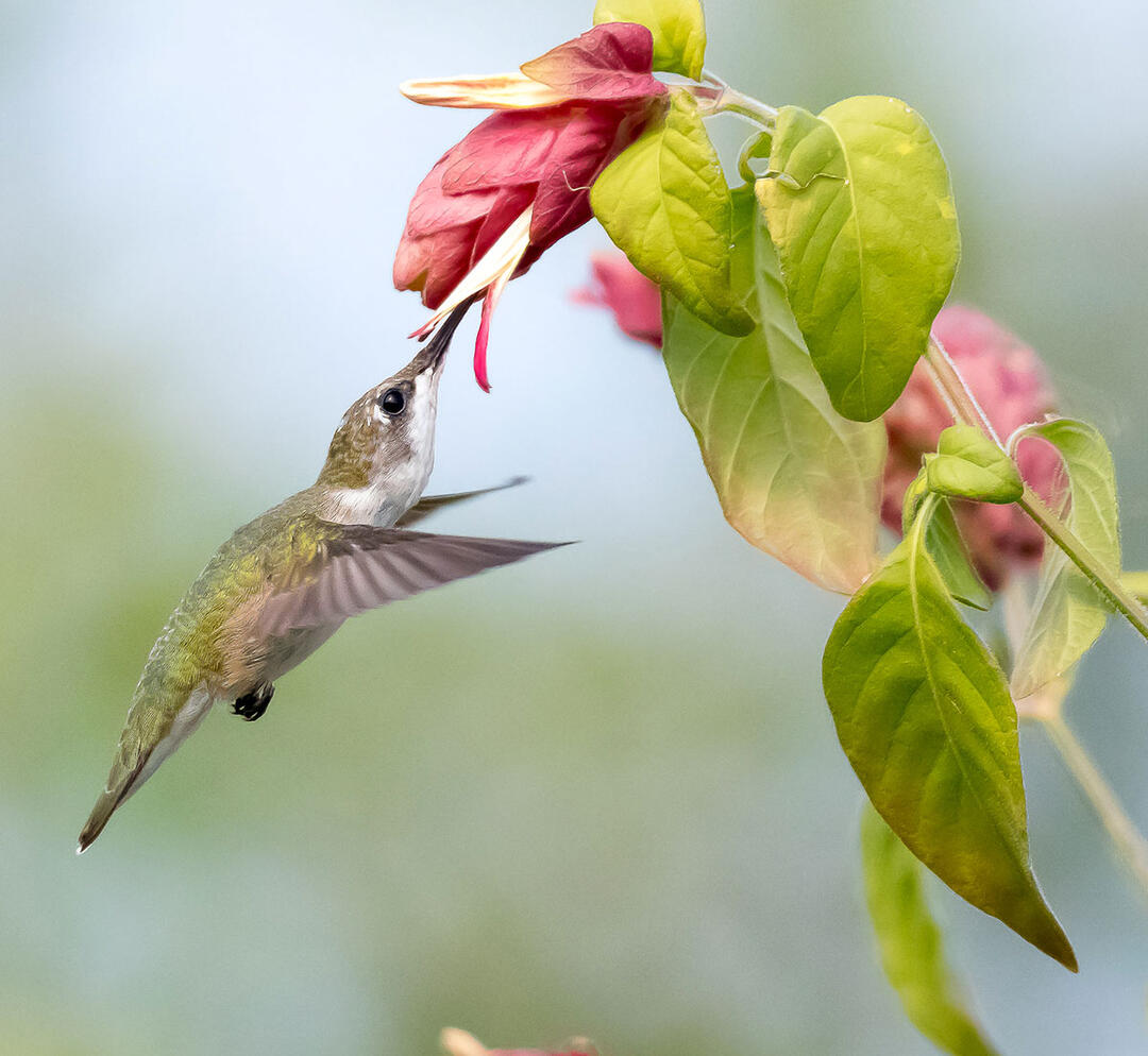 How Do Birds Taste Their Food? | Audubon
