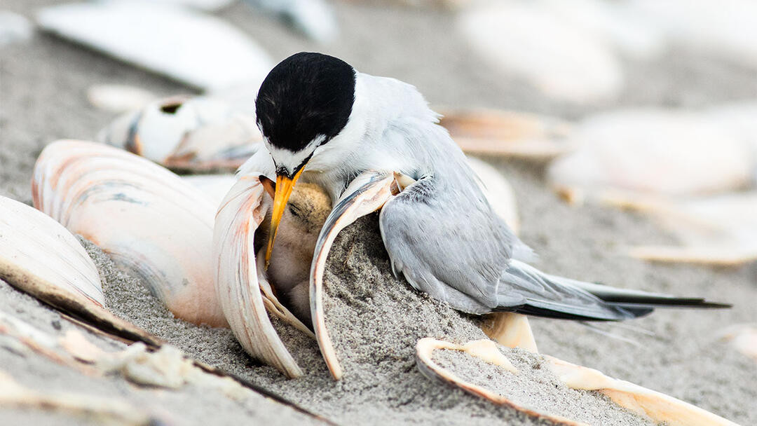 Bird Mom Awards: The Good, the Bad, and the Just Plain Weird | Audubon