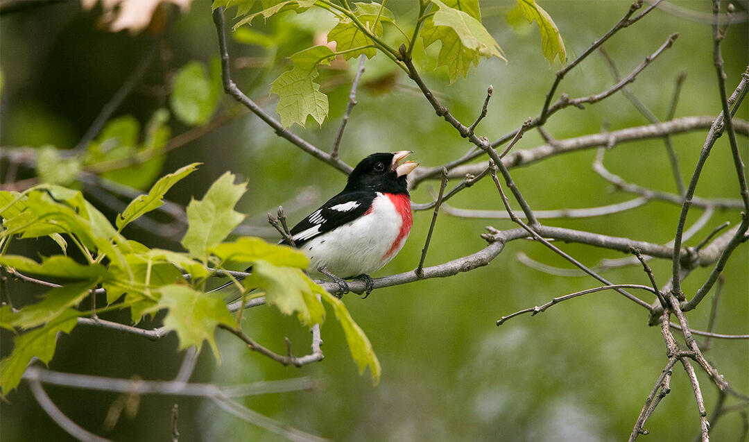Why Knowing Your Local Bird Sounds Is the Key to Unlocking New IDs ...