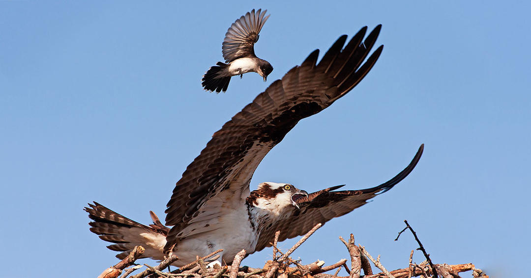 How Birds Learn to Identify Threats | Audubon