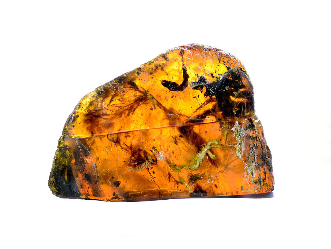 See an Ancient Baby Bird Beautifully Encased in Amber | Audubon