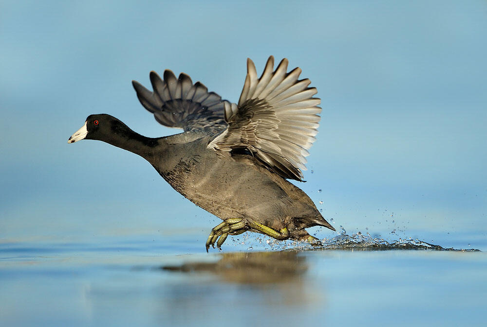 California Ballot Measure Would Restore Bird Habitat, Provide Clean ...