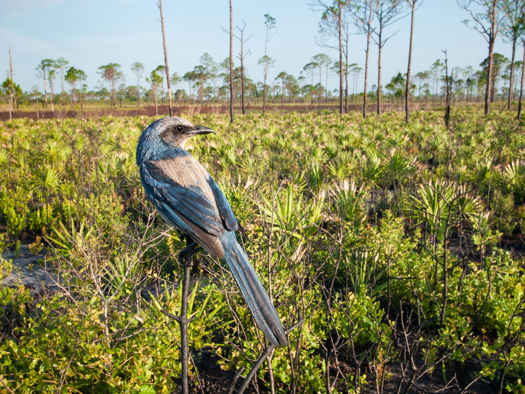 The Surprising Way Birds Are Trying to Dodge Climate Change | Audubon
